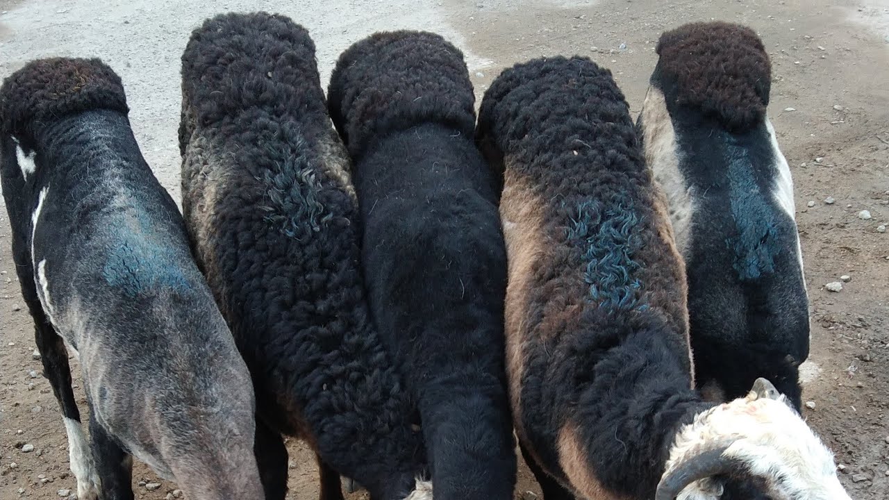 Skinning the fresh slaughtered goat || Sailani mutton shop/#Goat/#Lamb/#Mutton/#youtube/#Fish ...