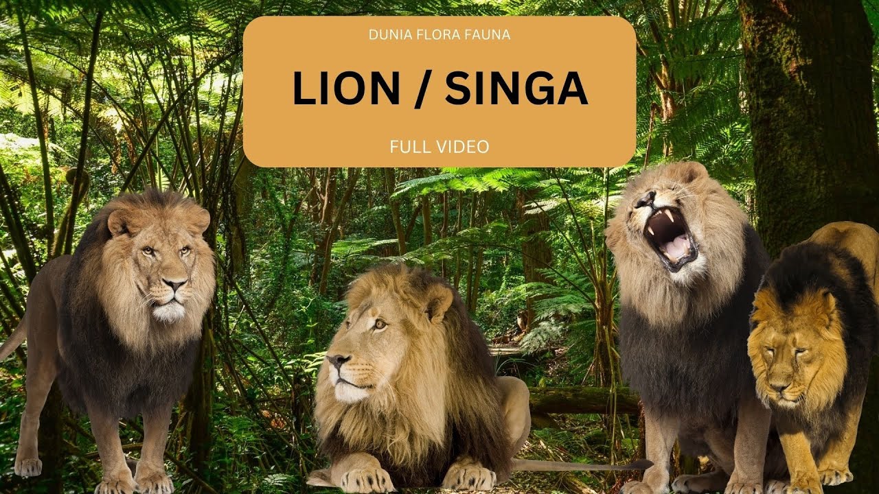 SINGA MENGAUM ! Raja Hutan Singa (Lion) Salah Satu Hewan Karnivora (FULL VIDEO) - Fakta Lion ...
