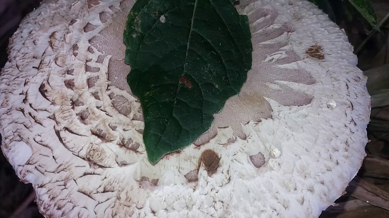 Kukurmutta - YouTube