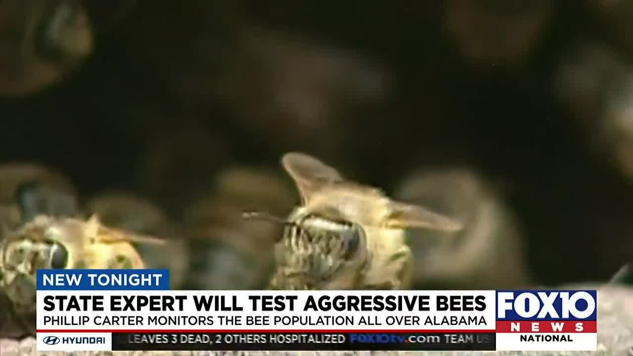 State expert to test aggressive bees - YouTube