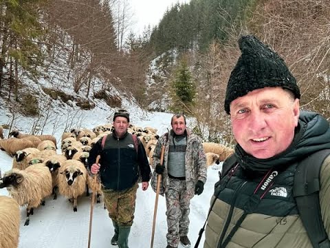 Transhumanta ciobanie cu Jurj Miuta si Matei Dorin in Romania Tinutul ...
