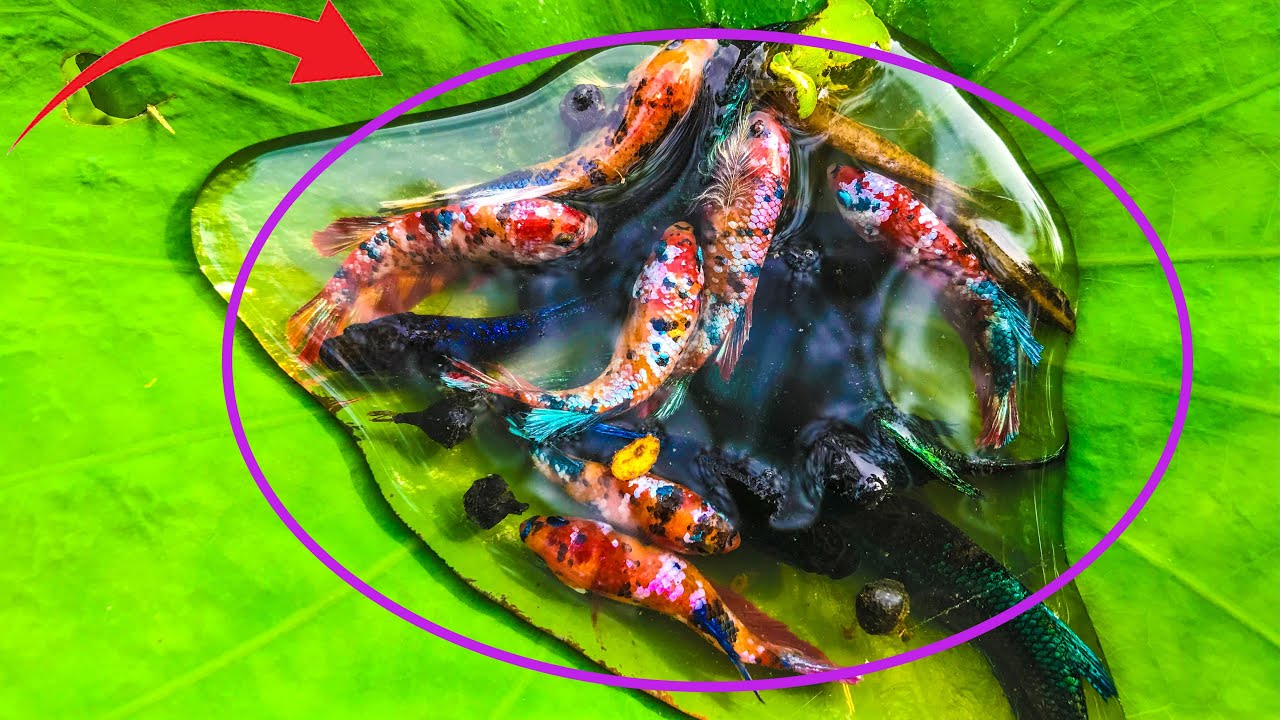 Catching the most beautiful betta fish from lotus lake so amazing - YouTube