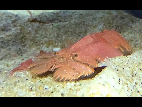 ウチワエビ Japanese fan lobster Ibacus ciliatus - YouTube