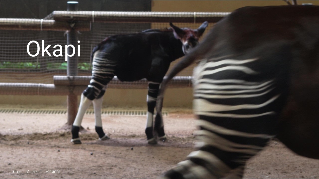 Okapi／okapi-baby 20240926／Yokohama Zoological Gardens "Zoorasia" ／4K ...