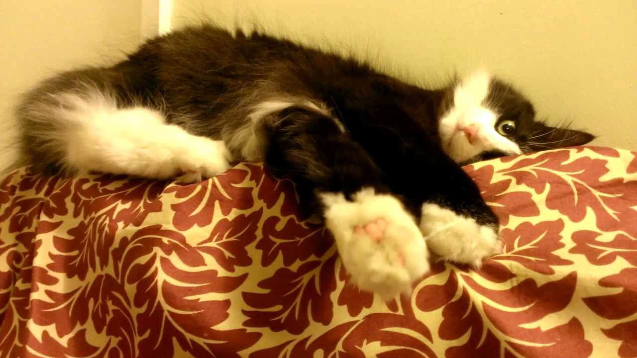 Cat Does Backflip - YouTube