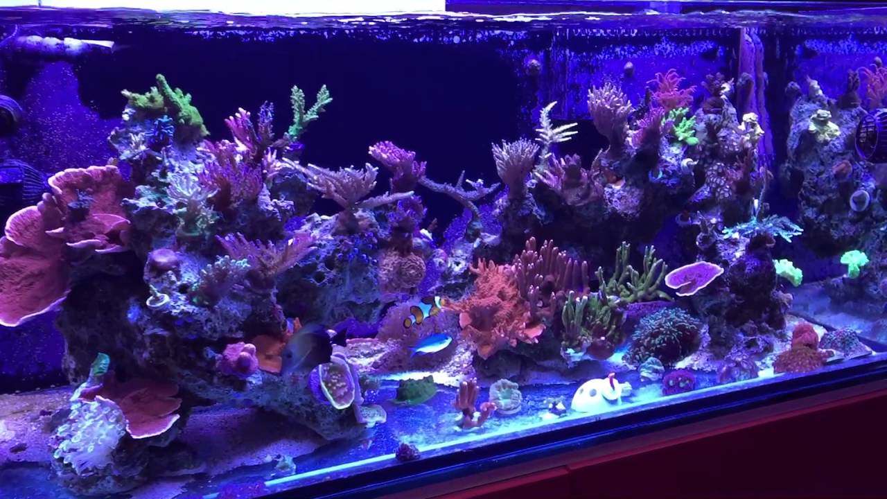 Full sps tank - YouTube