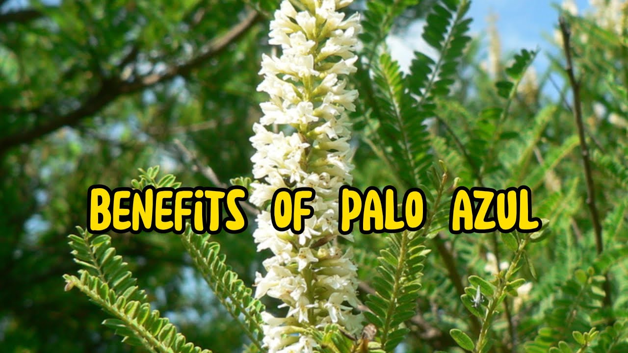Benefits of Palo Azul - YouTube