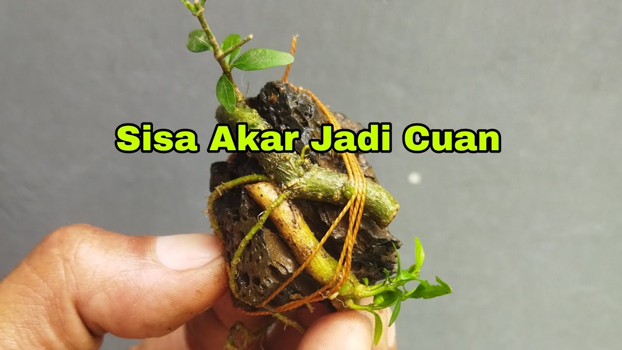 Membuat Bonsai Anting Putri Mini On The Rock Dari Akar #belajarbonsai # ...