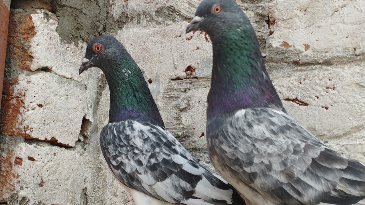 Kabootar for sale 130 kabootar @Punjab pigeons official - YouTube