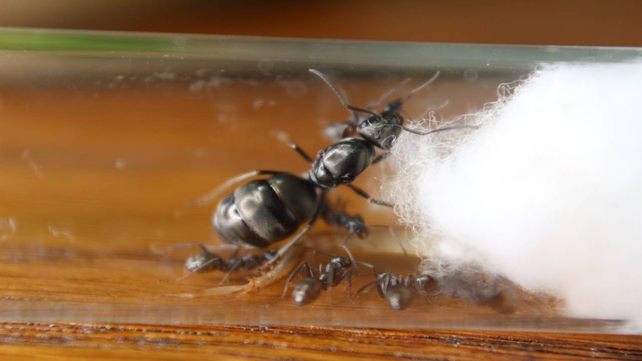 Formica subsericea Colony Showcase - YouTube