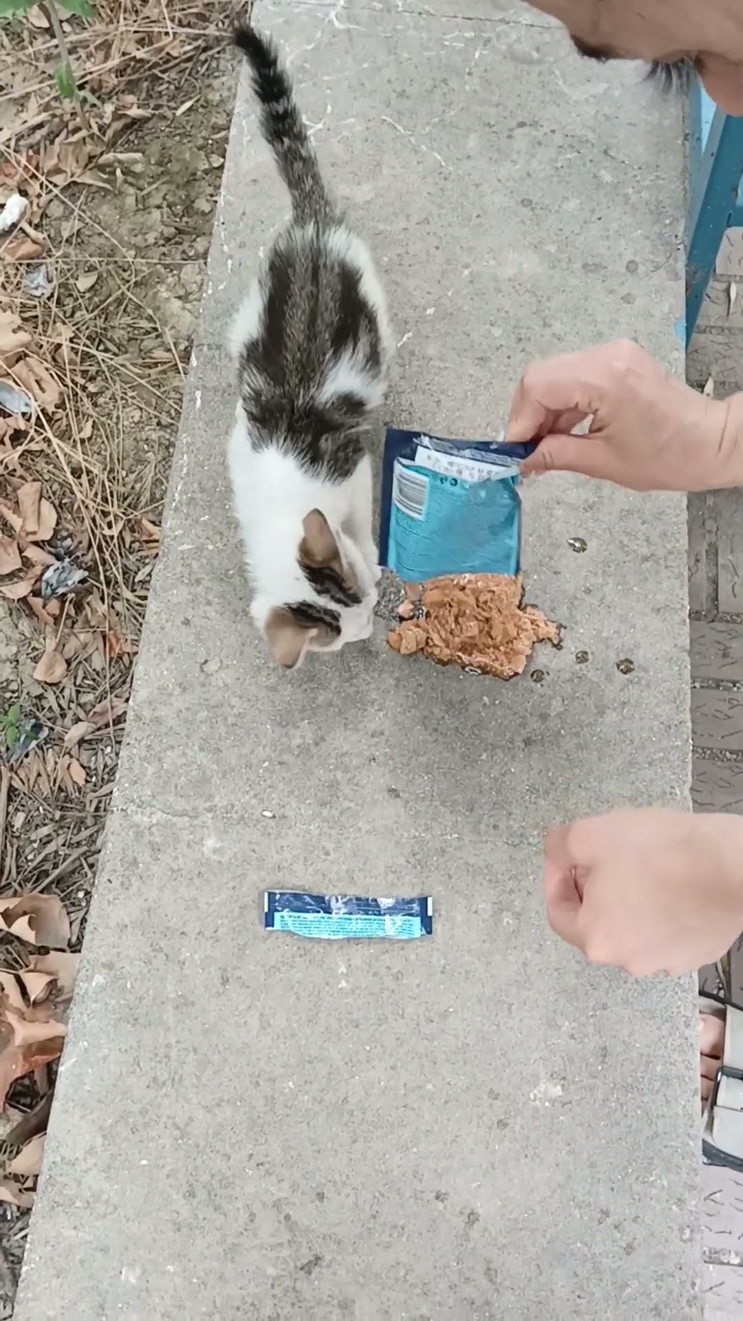 Feeding #cute street cat - YouTube
