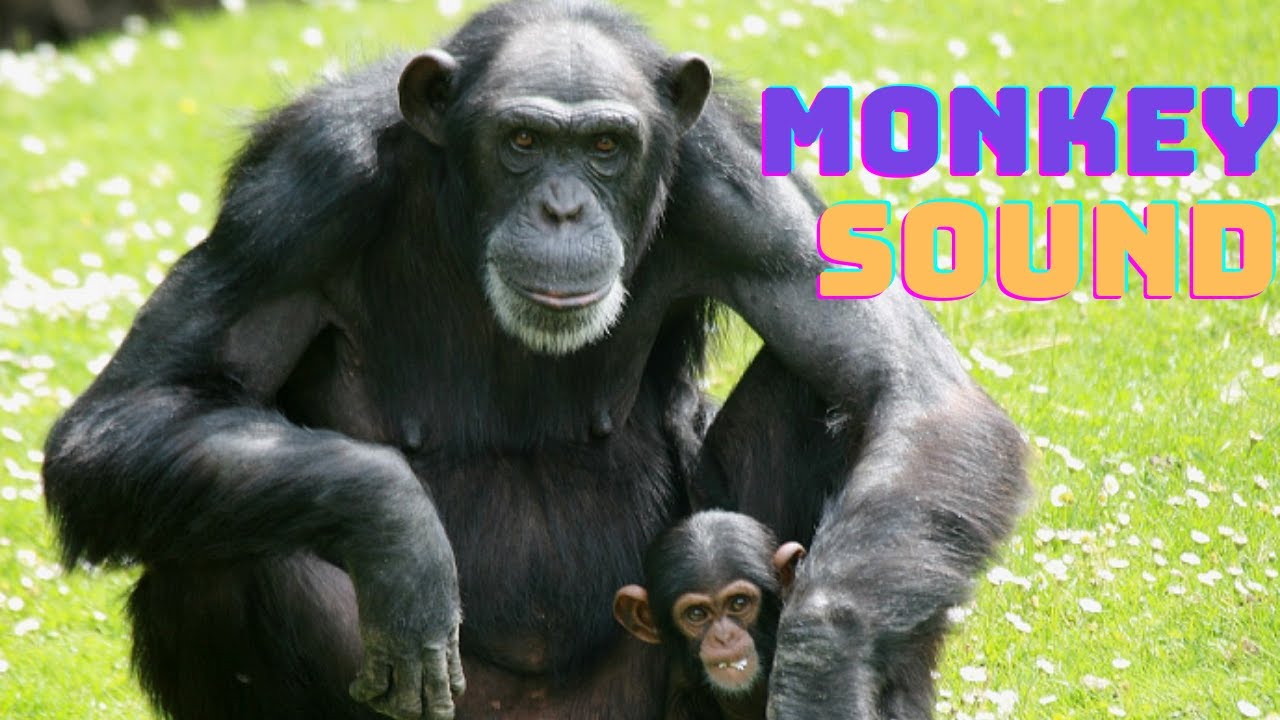 monkey sound (amazing sounds studio) - YouTube