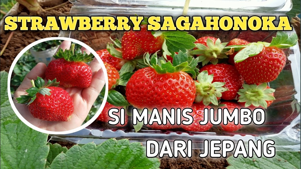 STRAWBERRY SAGAHONOKA JUMBO | STRAWBERRY JEPANG - YouTube