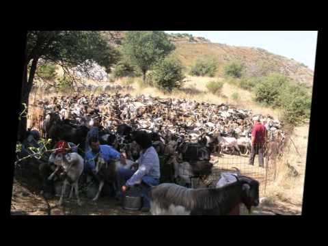 2006 ΤΑ ΓΙΔΙΑ TOY ΡΕΠΠΑ ΣΤΗΝ ΣΤΡΟΥΓΚΑ.wmv - YouTube