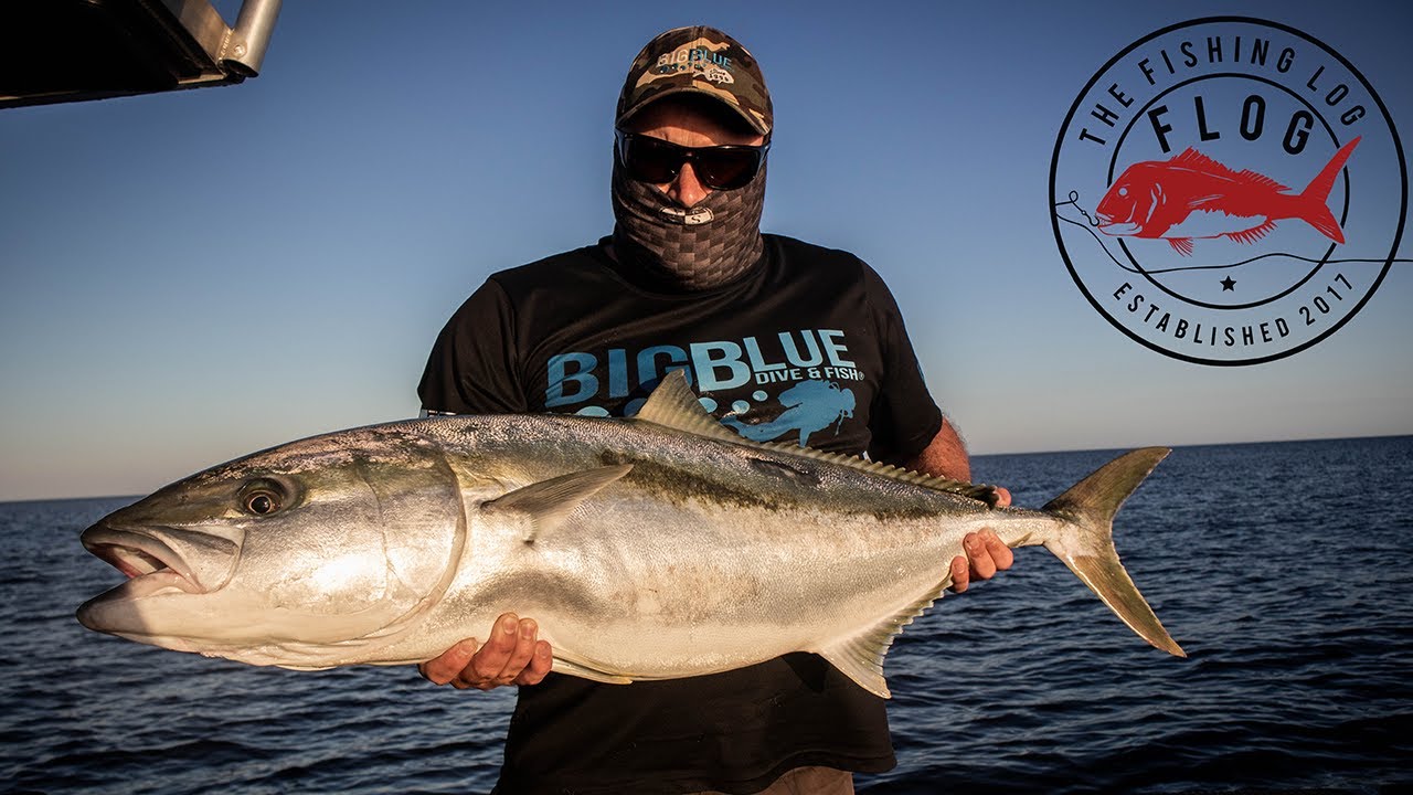 How to // Walk a kingfish off a shallow reef. - YouTube