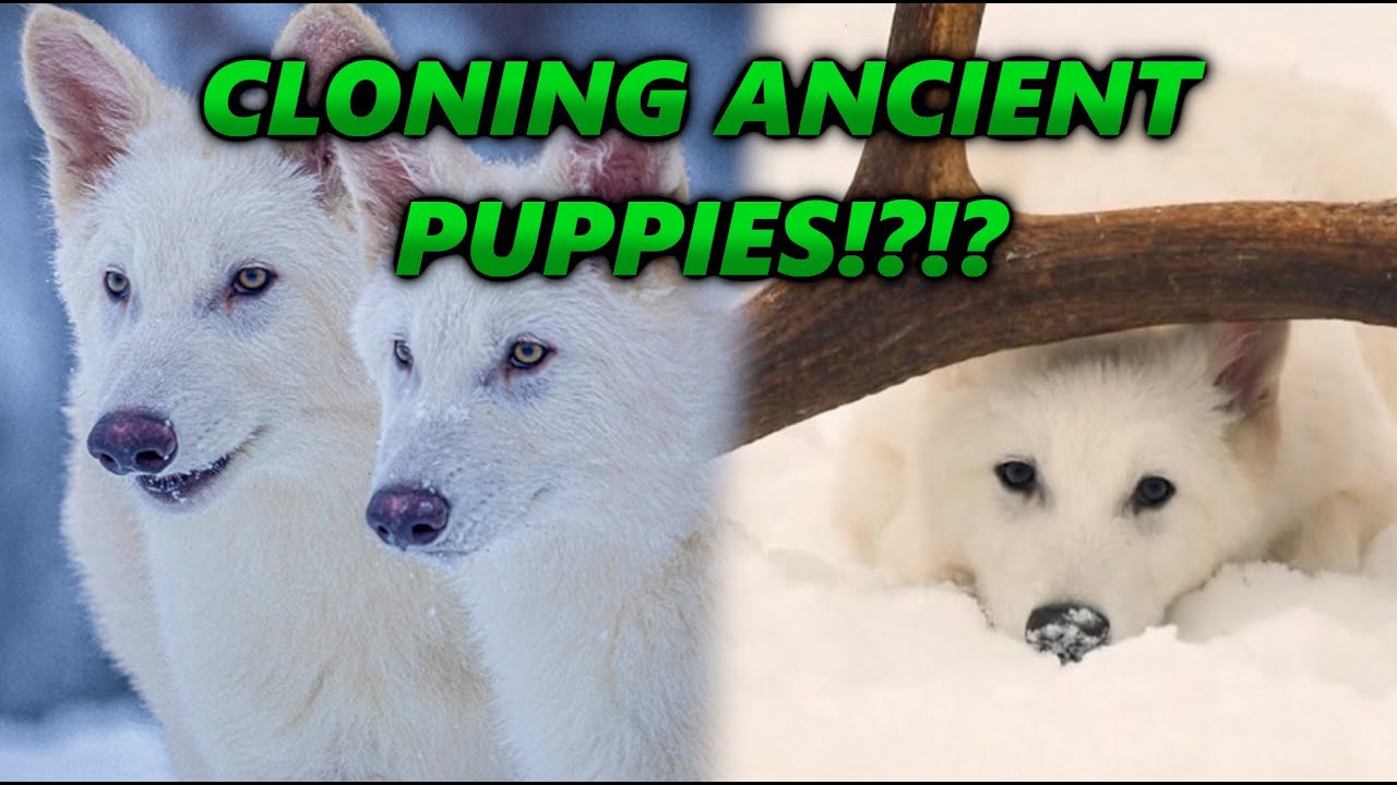 Did We Really Clone the Dire Wolf? | Prehistory in the Dark - YouTube
