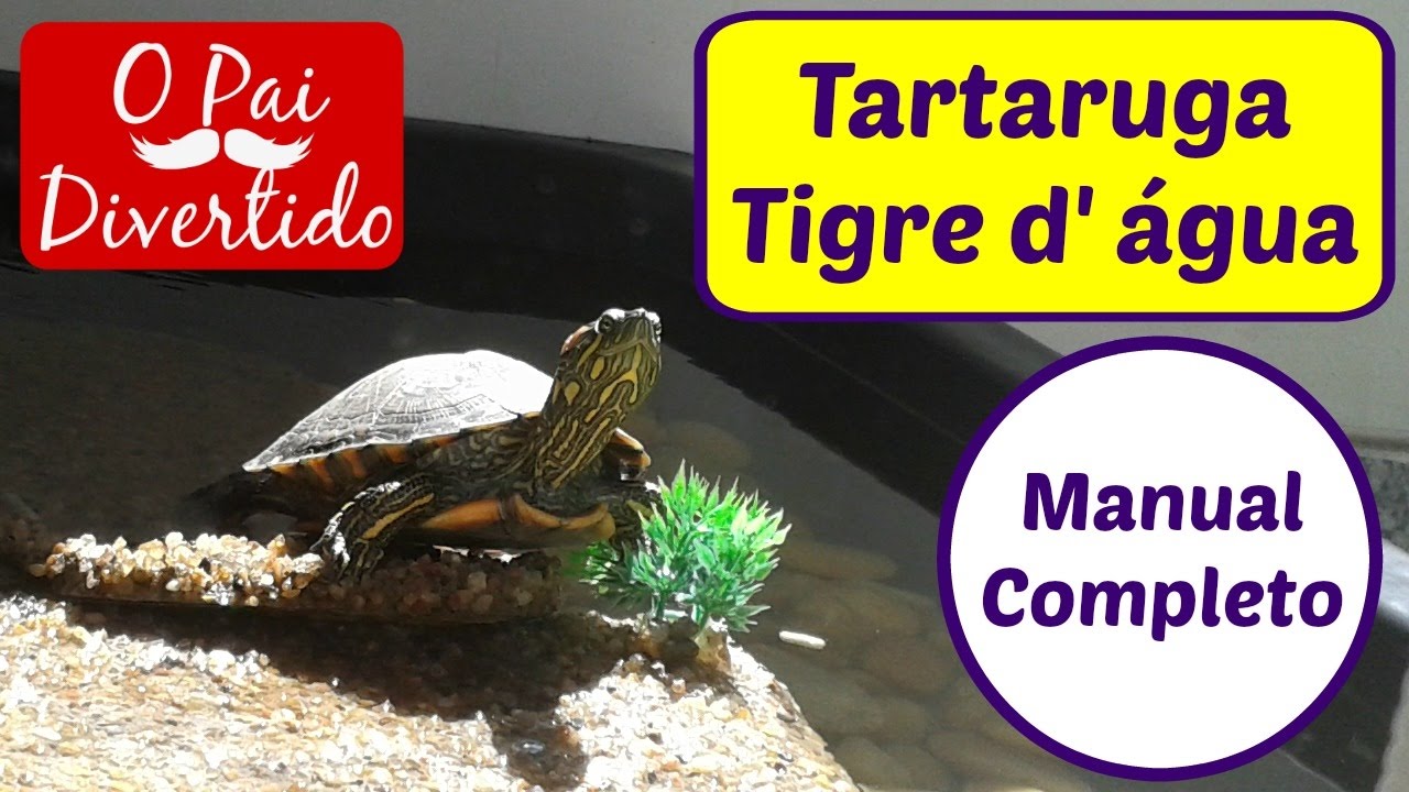 Tartaruga Tigre d' água - Como criar - Manual Completo - YouTube
