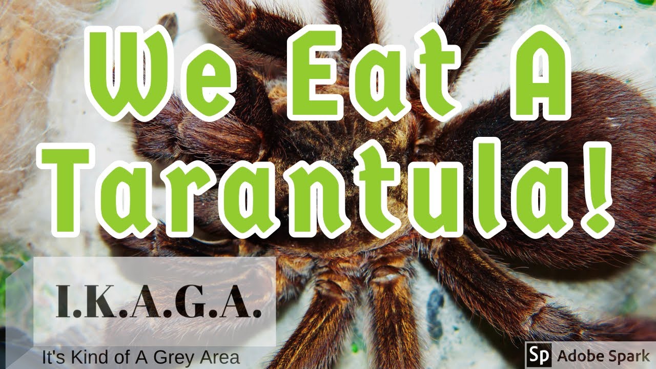 IKAGA S2E20 - New Year's Resolutions, Lets Eat A Tarantula! - YouTube