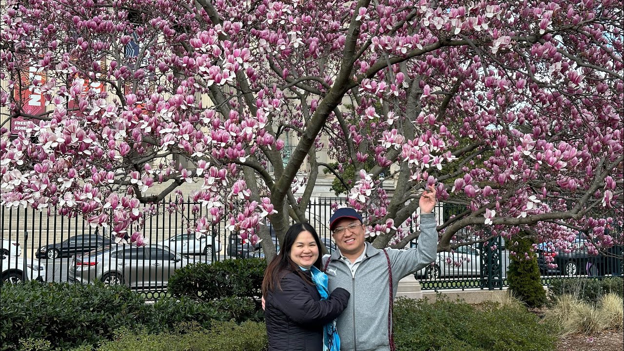 Cherry Blossoms | Trees in Washington DC Trip 2024 - YouTube