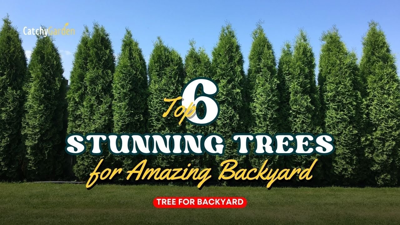 Top 6 Stunning Trees for Your Backyard 🌳🏡🌸 // Gardening Ideas - YouTube