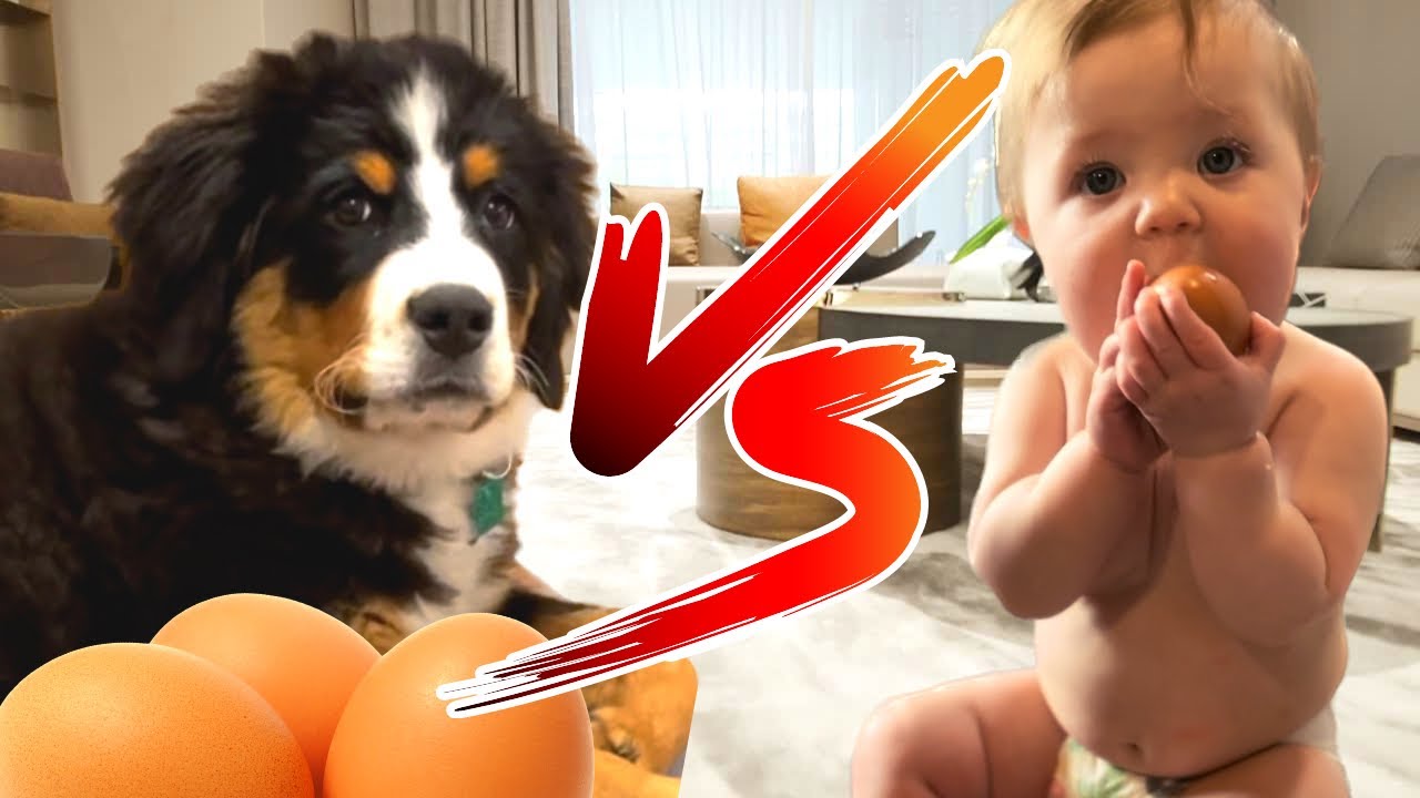 Bernese Puppy Vs. Baby - Egg Challenge 🥰 - YouTube