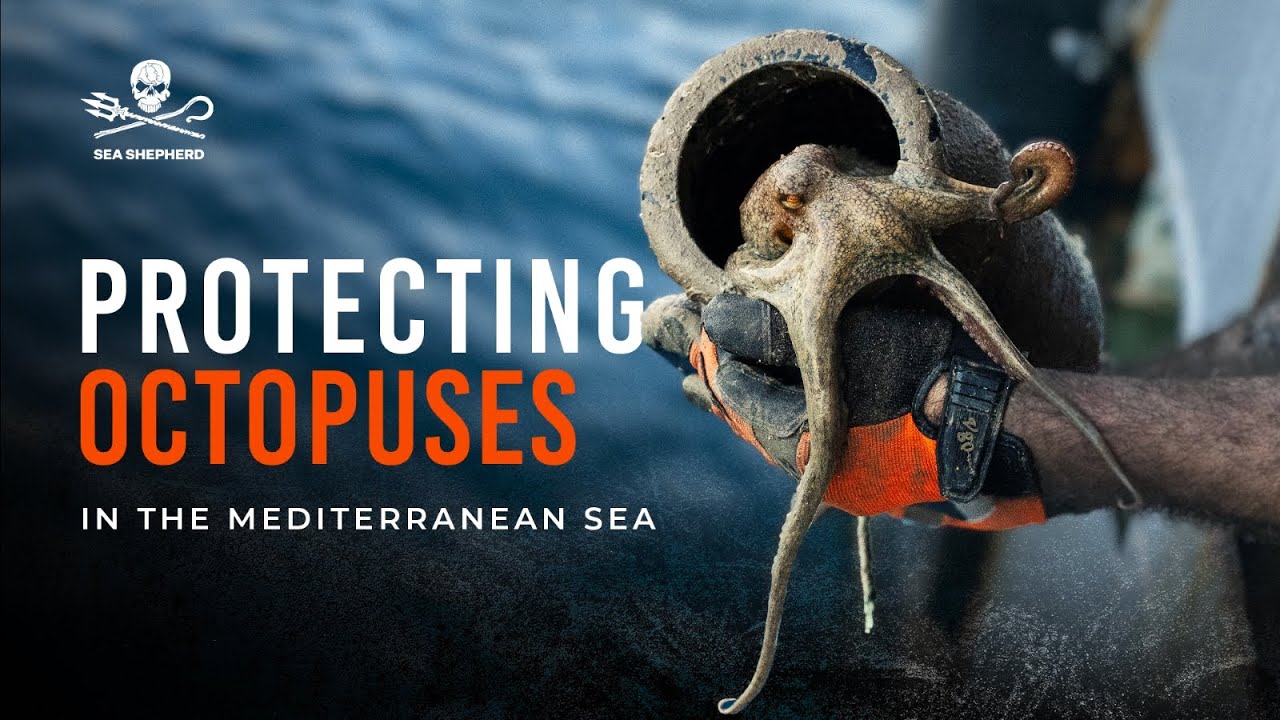 Protecting Octopuses in Italy for the Mediterranean Monk Seals - YouTube