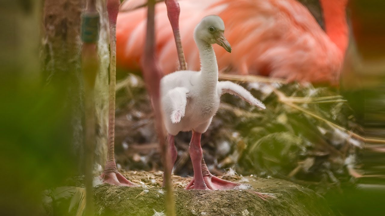 Watch Adorable Baby Flamingo Stand For First Time After Being Hatched ...