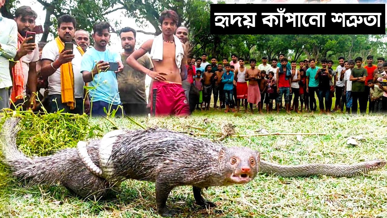 মঙ্গুস\নেউল আর সাপের মধ্যে কেন এতটা শত্রুতা রয়েছে দেখে নিন | Why snake ...