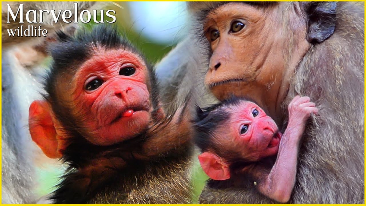 New update! Jinx's baby newborn is a sweet boy, She is utmost care ...