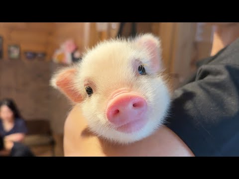 Japan’s Micro Pig Cafe! Play With Piglets in a Forest Hideaway🐷🌳