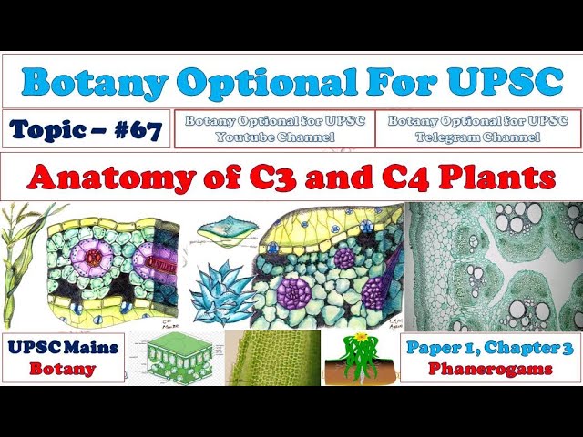 Anatomy Of C3 Plants Difference Between Mesophyll And Bundle Sheath