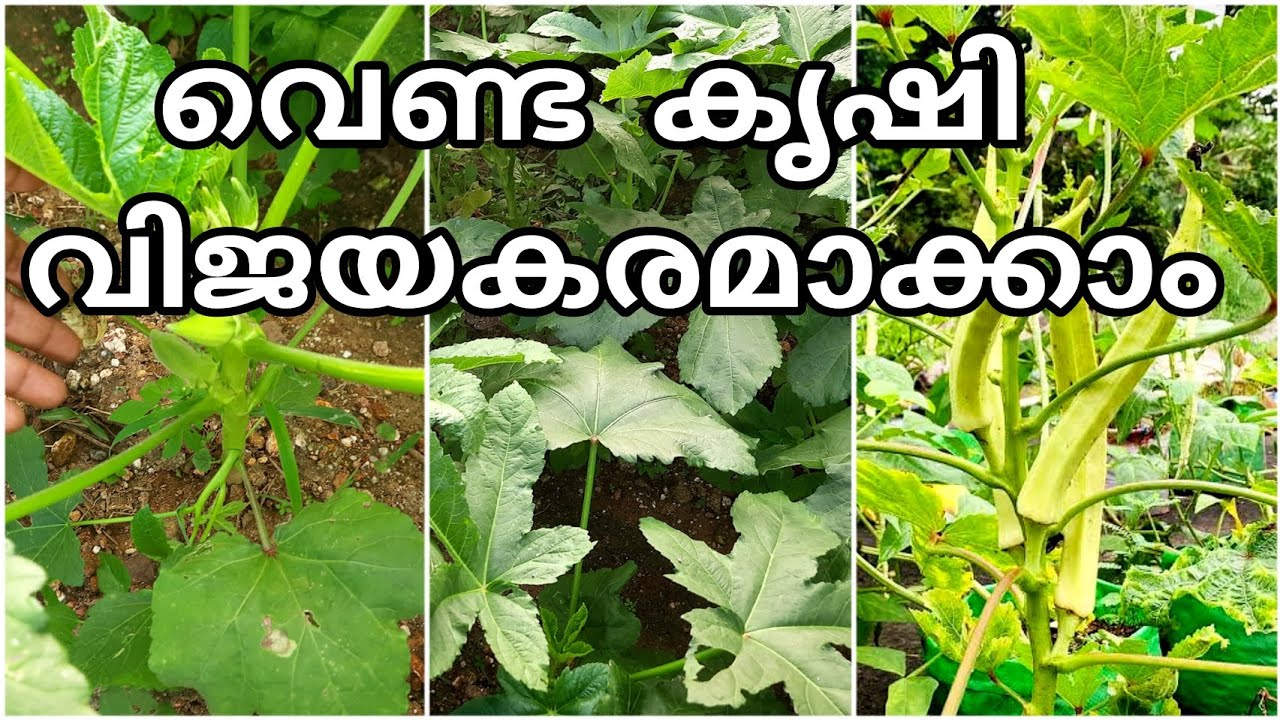 വെണ്ട കൃഷി ചെയ്യുമ്പോൾ ശ്രദ്ധിക്കേണ്ട കാര്യങ്ങൾ|okra|ladies finger ...