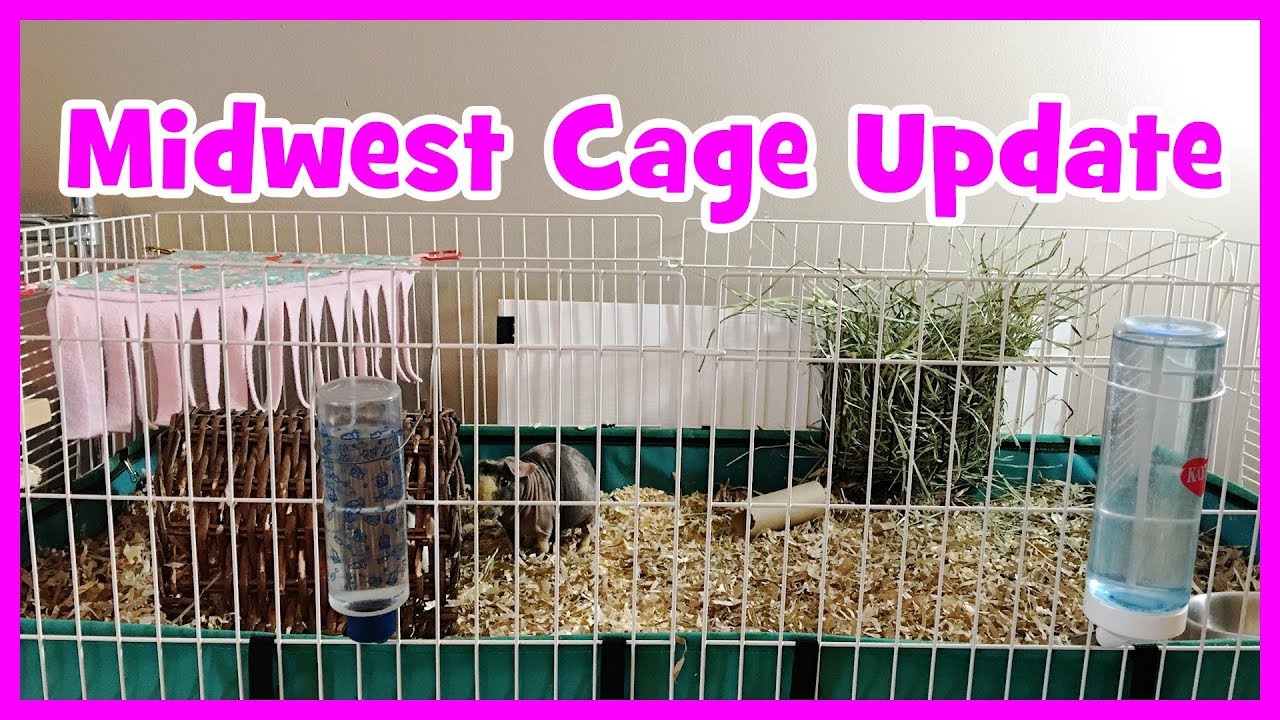 Midwest Cage Update (Nutmeg and Sweet Pea's Cage) - YouTube