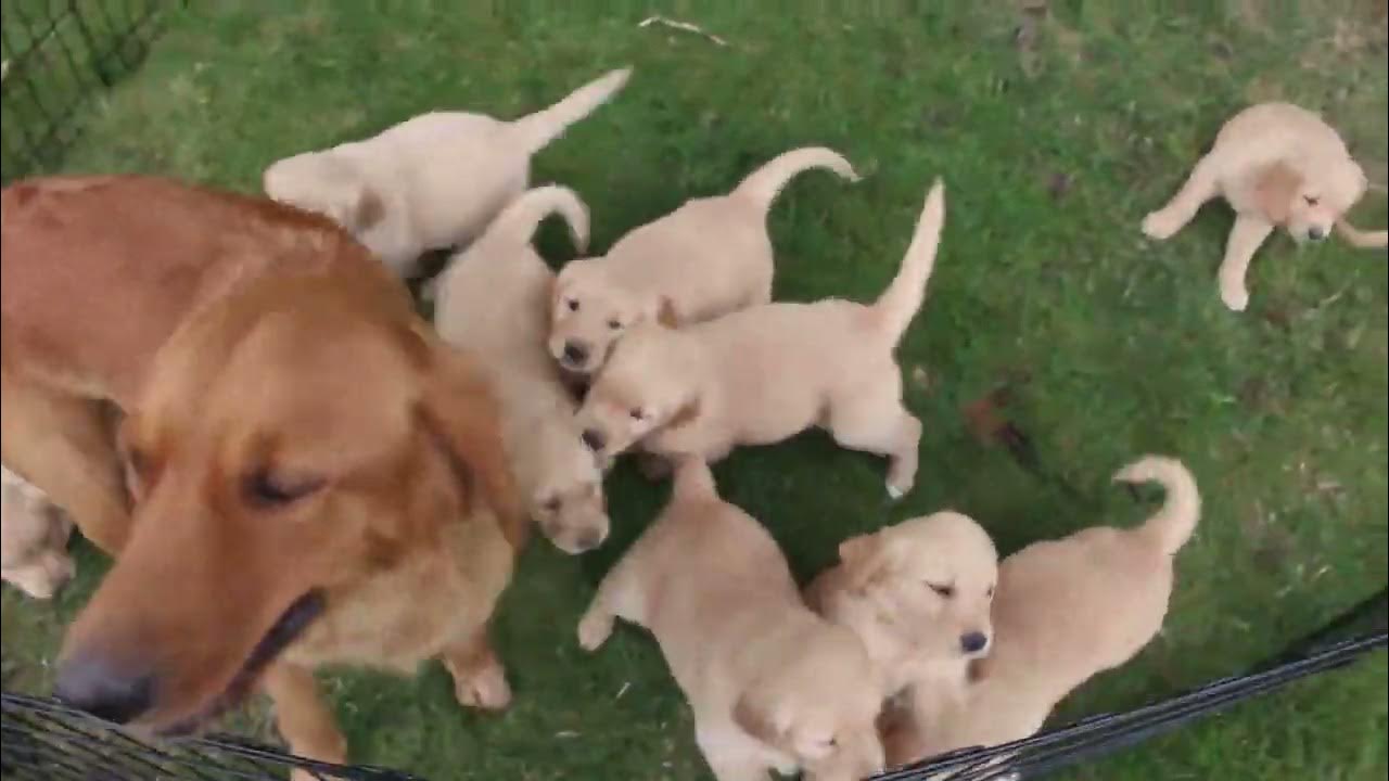 Golden Retriever Puppies for Sale - YouTube