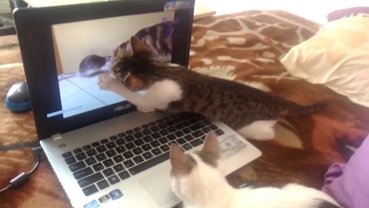 My cat want to eat a mouse in laptop - YouTube