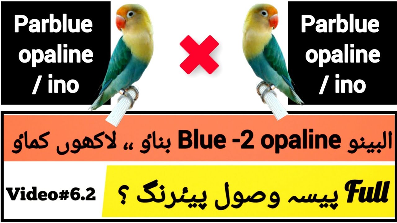 Parblue opaline split ino into parblue opaline split ino pairing ...