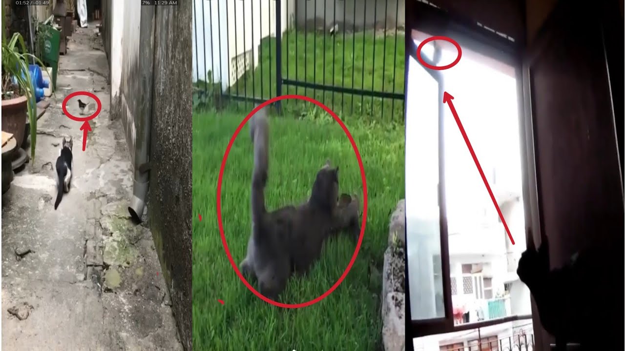 Cat Vs Brid || Cat Hunting Birds || 100IQ Cat - YouTube