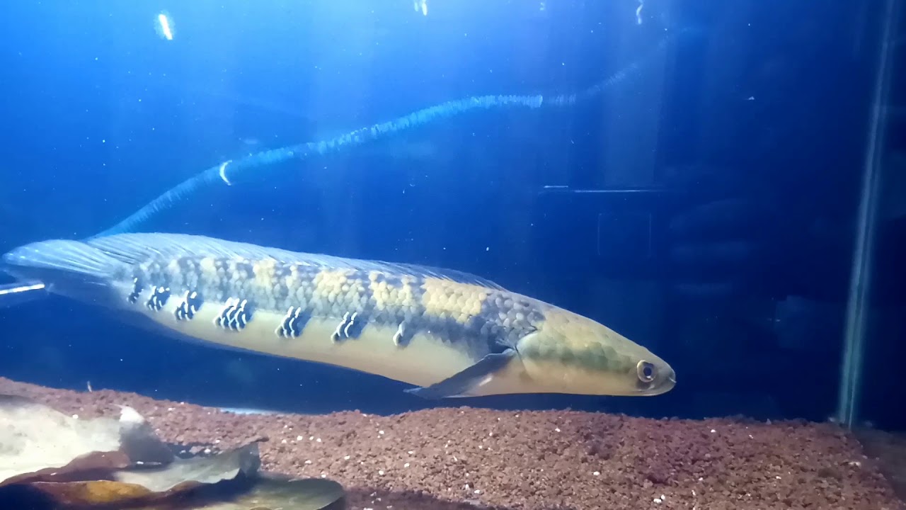 My first Borneo snakehead - YouTube