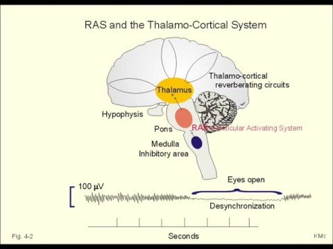 Reticular Activating System - YouTube