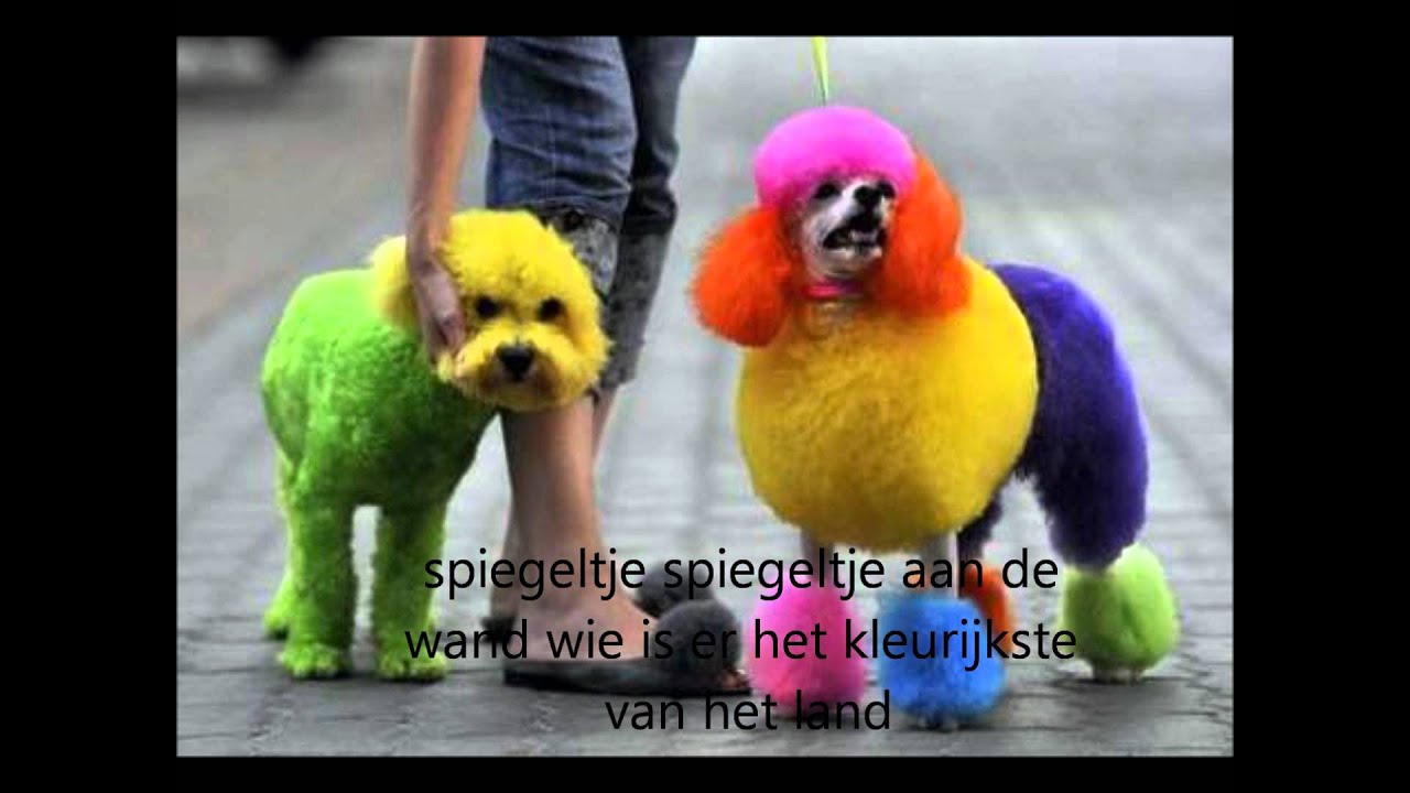grappige honden - YouTube