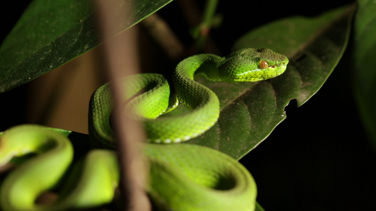 Bamboo viper - YouTube