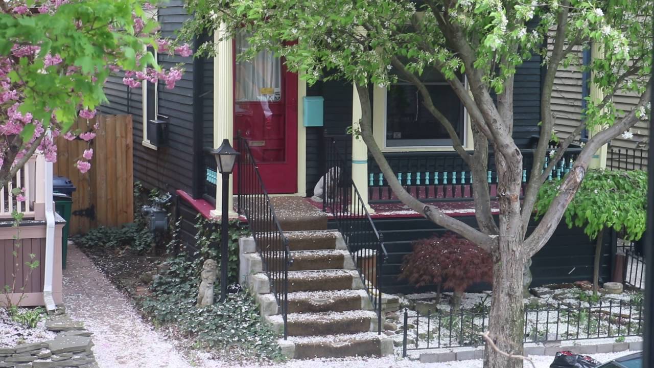 Buffalo Spring Time Blizzard - YouTube