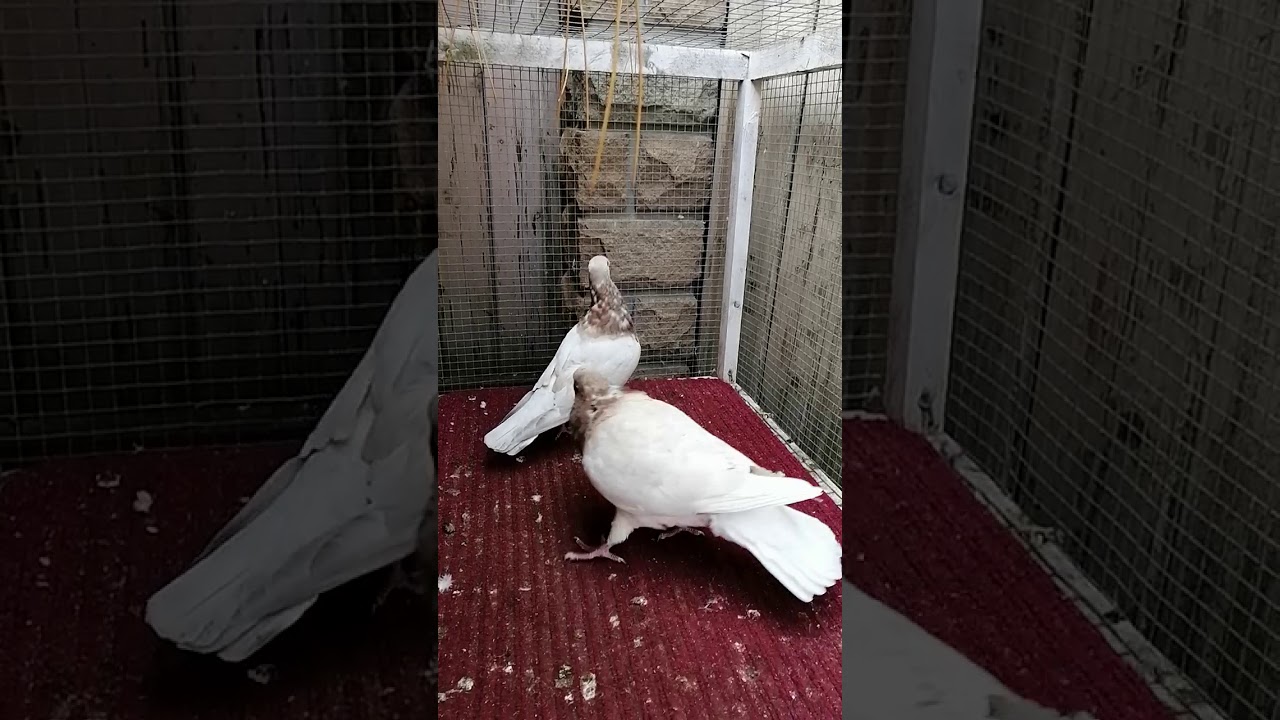 Almond homing pigeon - YouTube