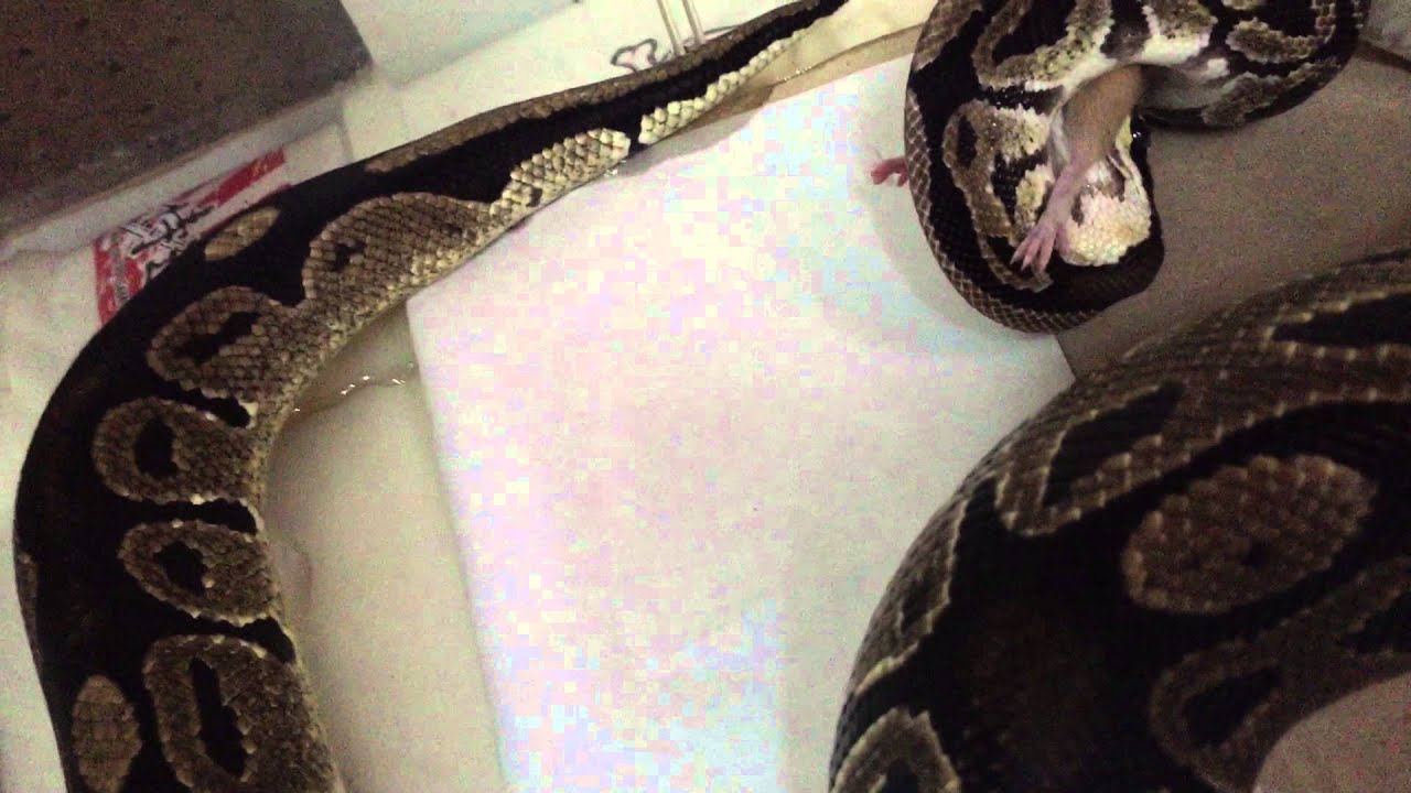 Diablo makan lagi (normal ball python) - YouTube
