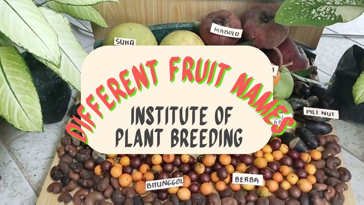 Visit at the Institute of Plant Breeding at the University of the ...