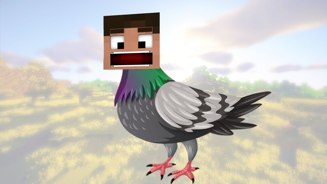 Minecraft + Pigeon = ??? Minecraft + Pigeon - YouTube