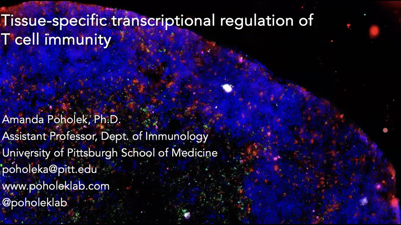 Tissue specific transcriptional regulation of T cell immunity - YouTube