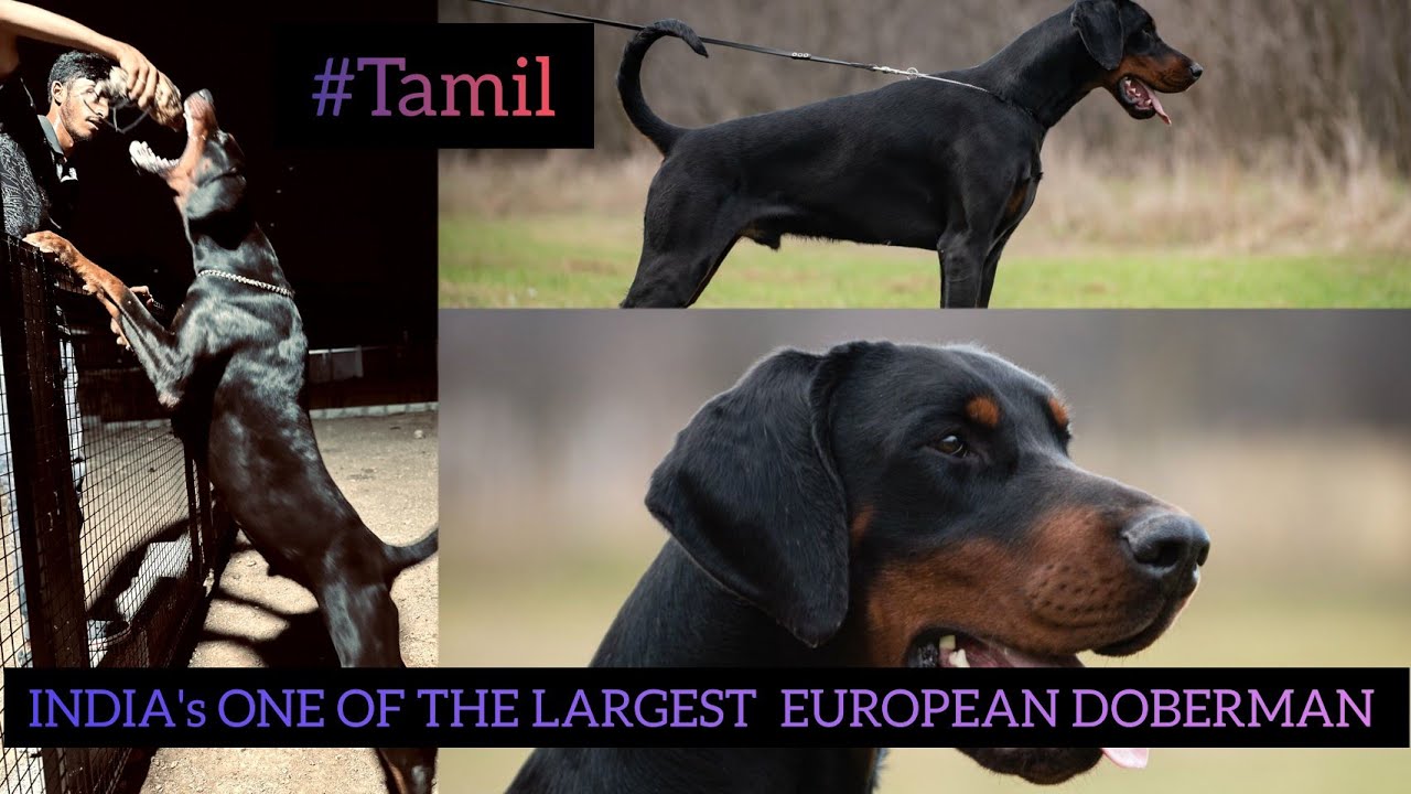 INDIA's ONE OF THE LARGEST EUROPEAN DOBERMAN | DEVILS DOBERMAN | TAMIL ...