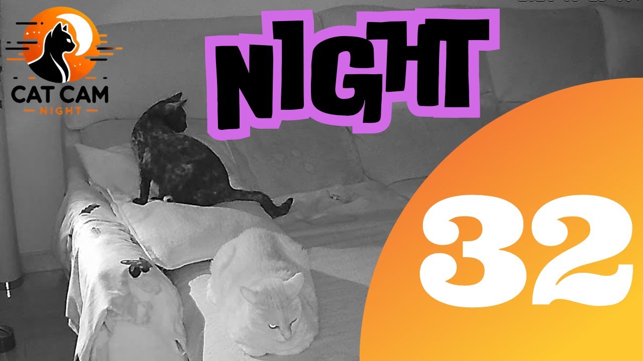 CATS night vision CAMERA REC 🙀 | Nigth 32 - YouTube