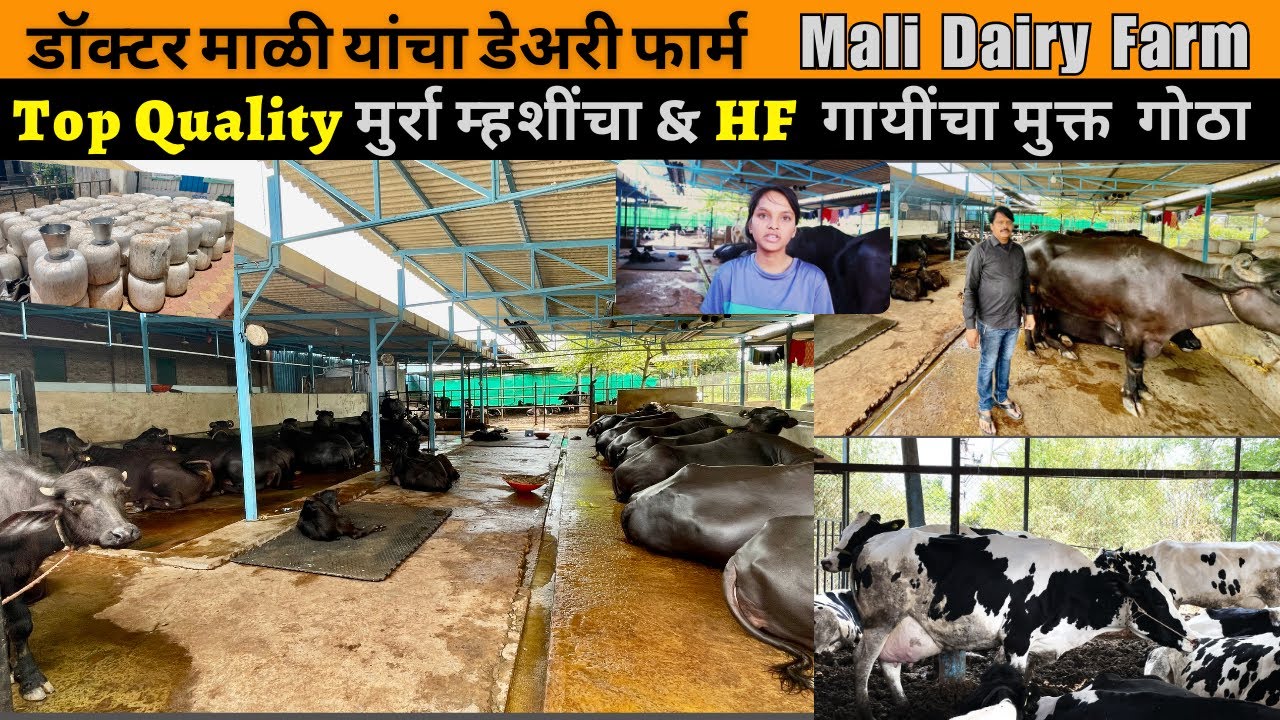 MALI DAIRY FARM | मुर्रा म्हशीं & HF गायींचा गोठा | चाऱ्याची Perfect ...